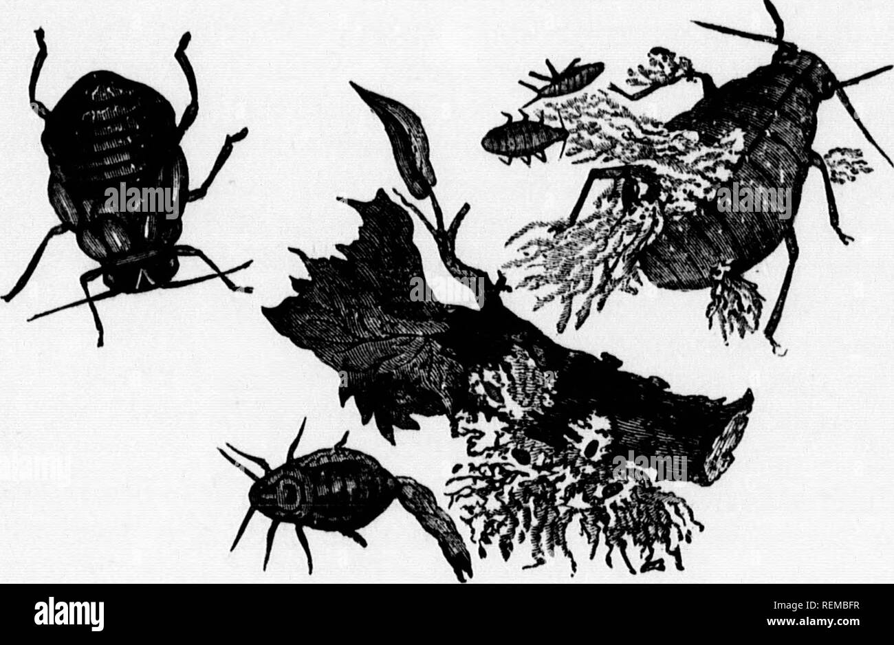 Fruit crops by insects Black and White Stock Photos & Images - Alamy