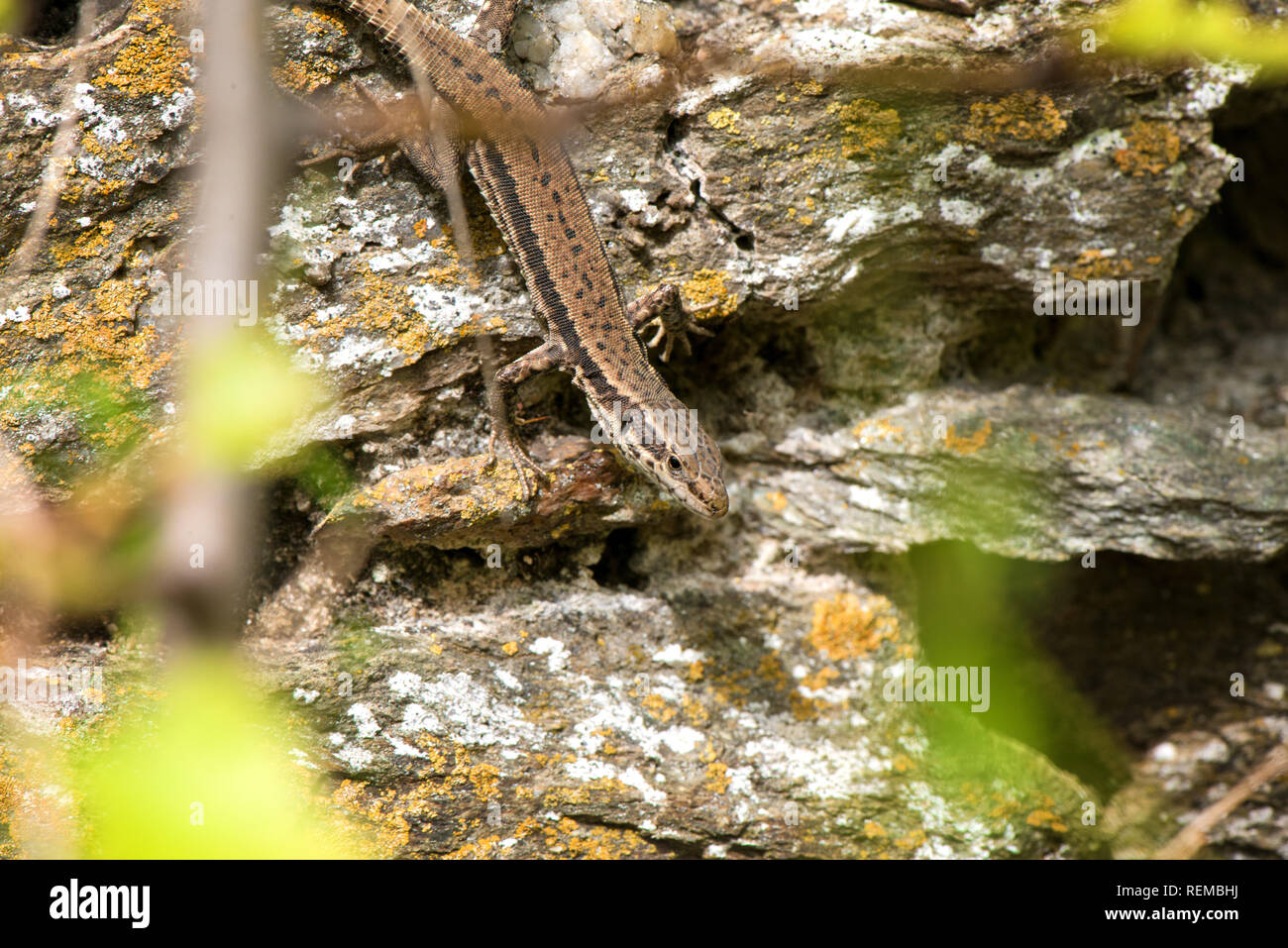Macro shot of a lizard. Early spring. Nature is awakening. Reptiles ...