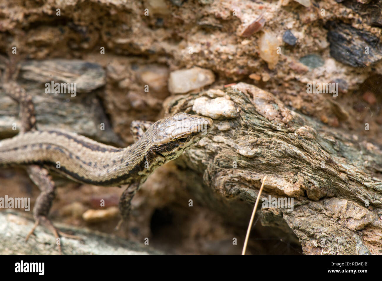 Macro shot of a lizard. Early spring. Nature is awakening. Reptiles ...