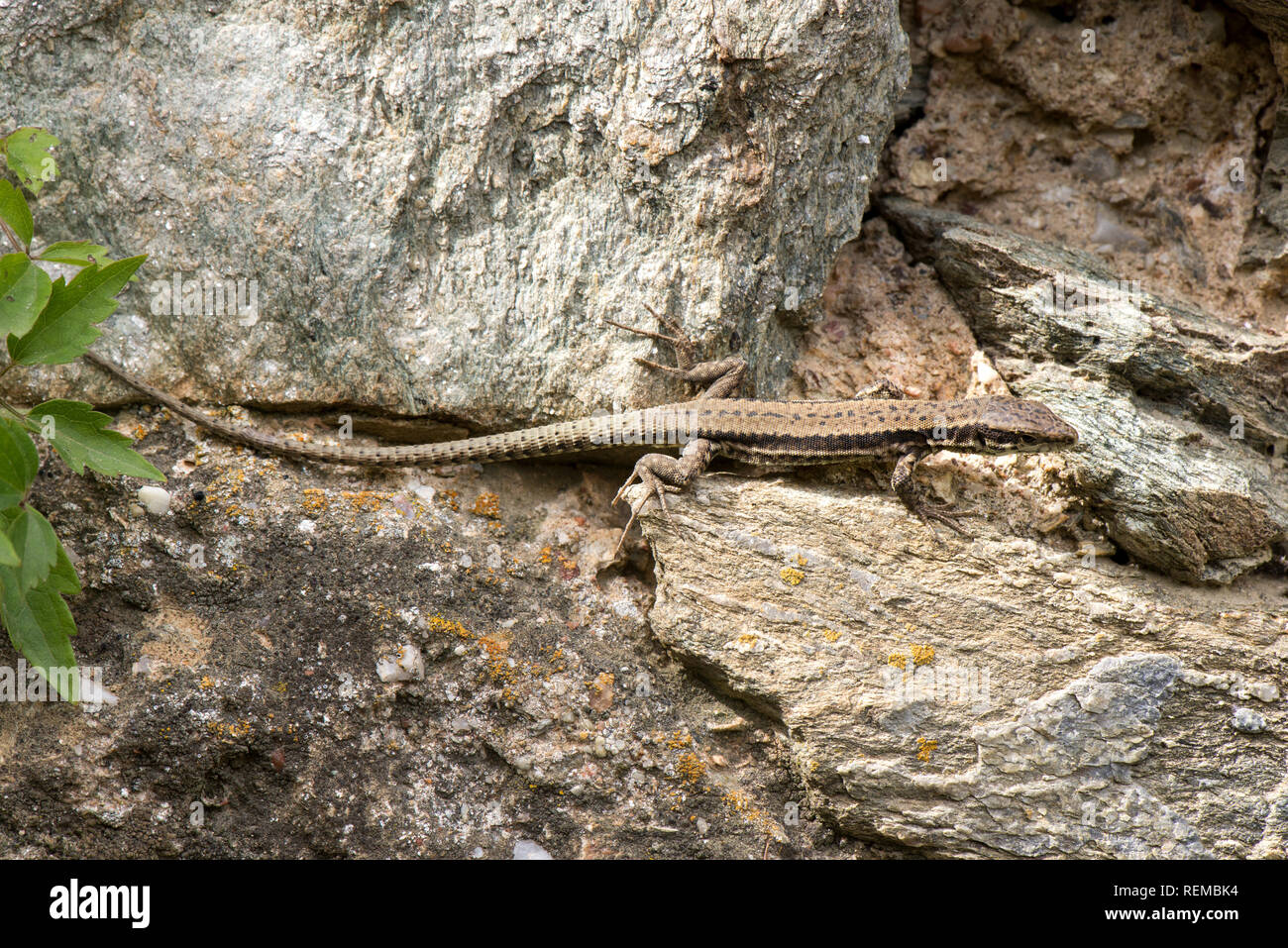 Macro shot of a lizard. Early spring. Nature is awakening. Reptiles ...