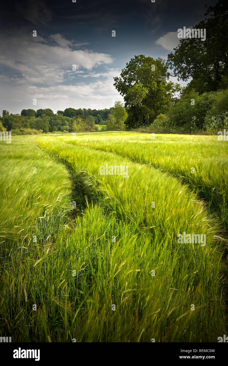 Wheat field in Summer with tractor lines leading into distance vertical ...