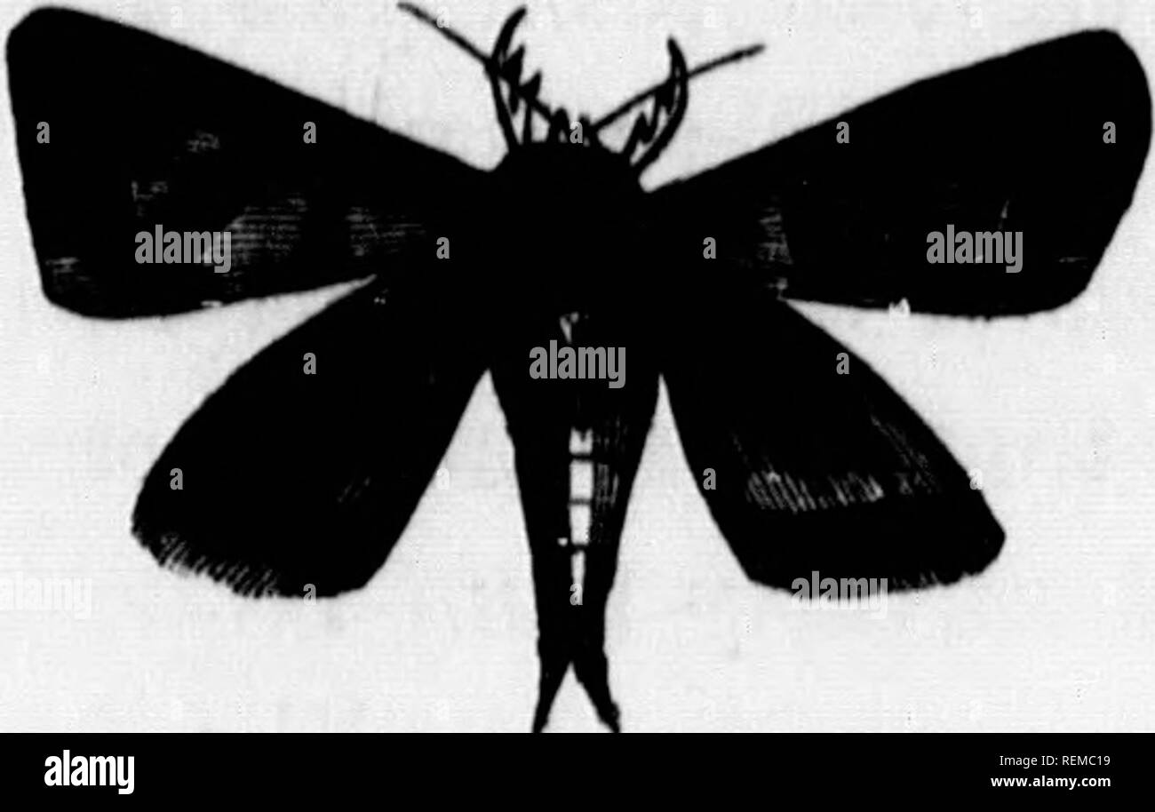 Little slender moth hi-res stock photography and images - Alamy