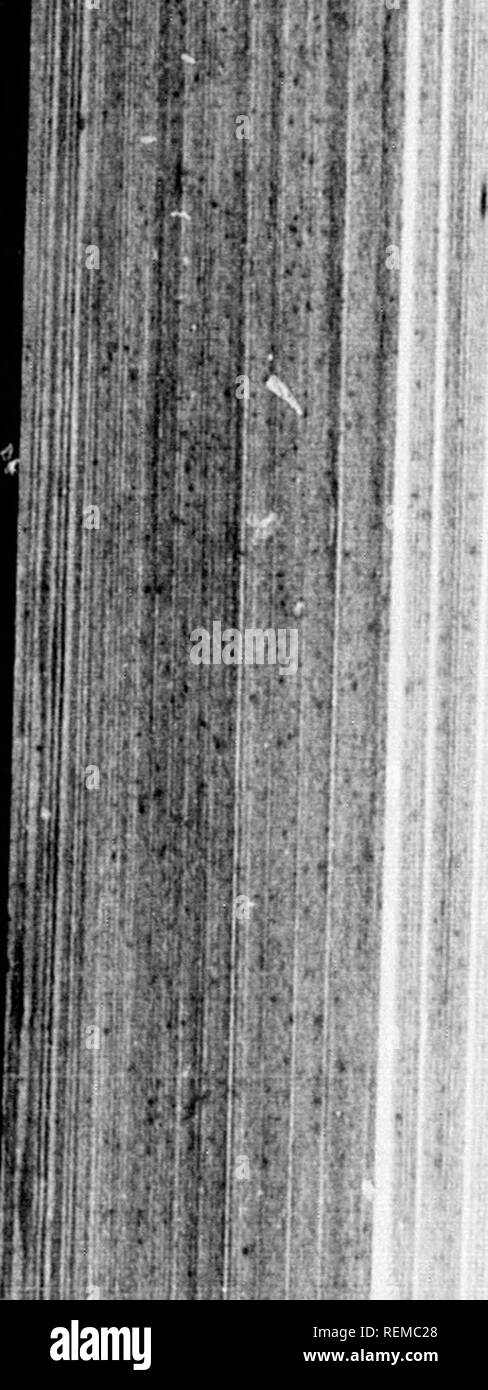 . Synopsis of the neuroptera of North America [microform] : with a list ...