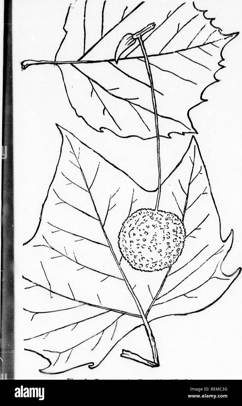 Botanical classification Black and White Stock Photos & Images - Alamy