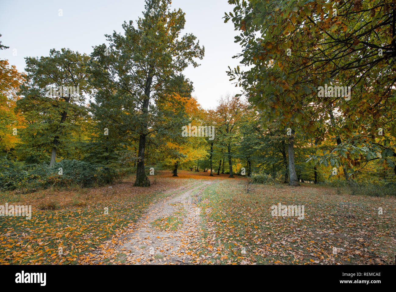 Autumn scene of colorful forest full of fallen yellow, red, and orange ...