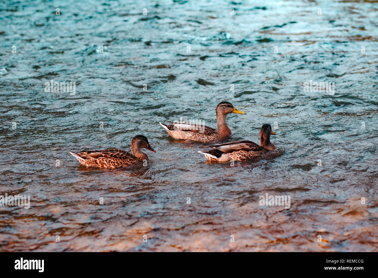 Rippled water ducks hi-res stock photography and images - Alamy