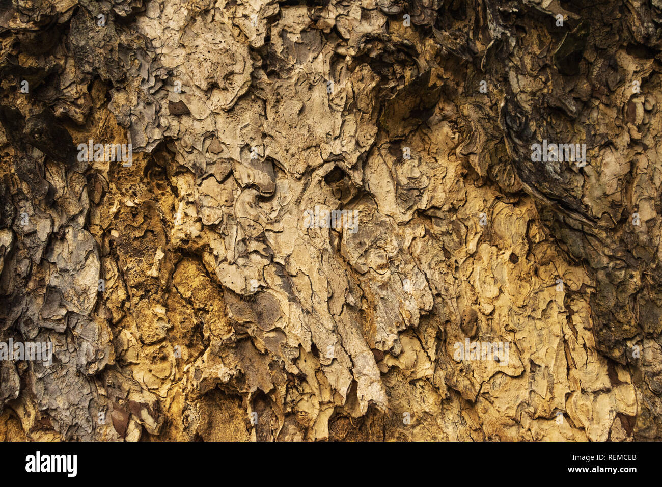 Tree Bark Texture/background Stock Photo - Alamy