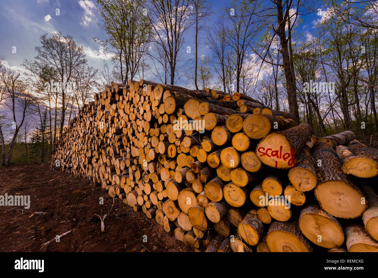 Northern Wisconsin Logging