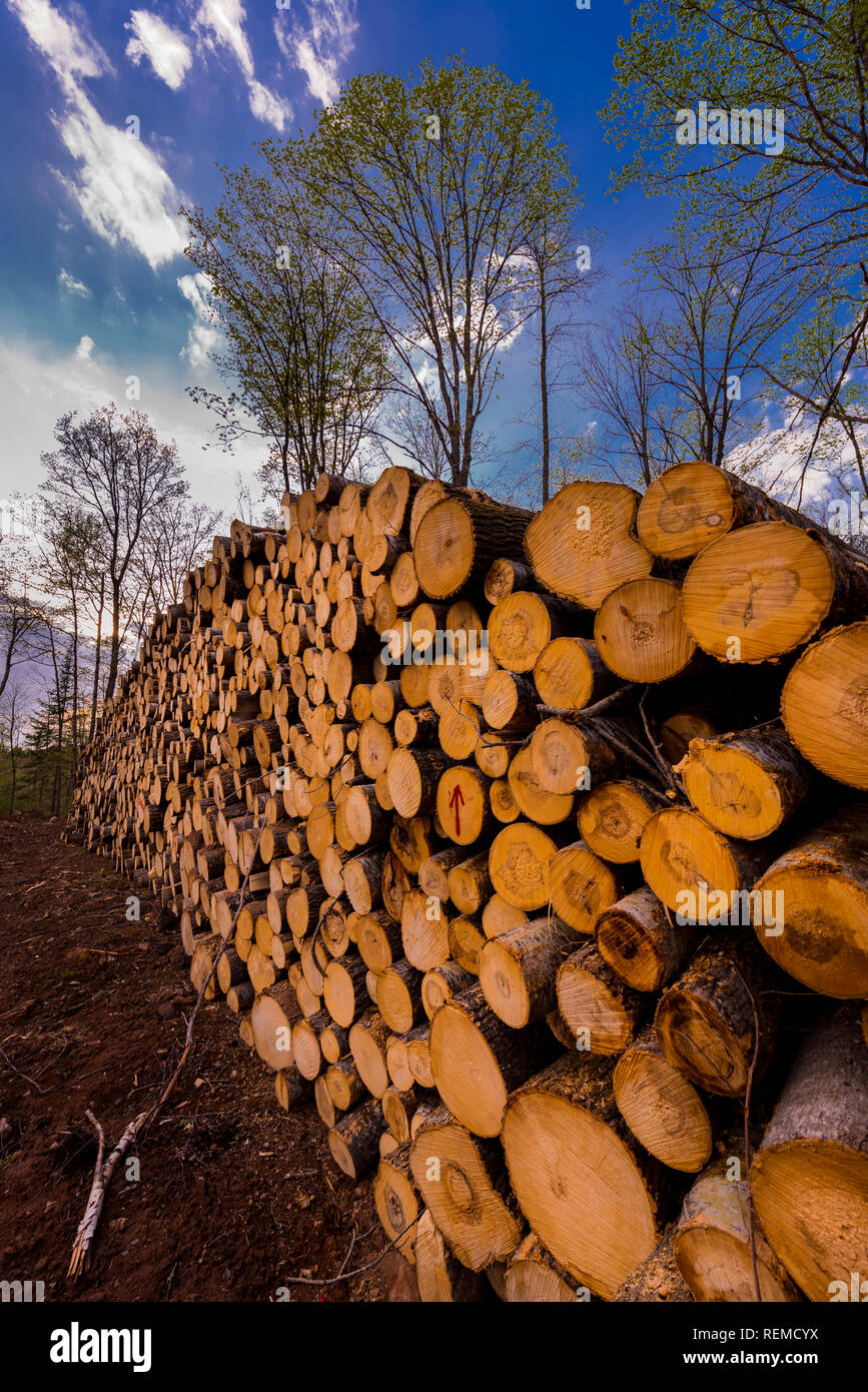 Log piles at a northern Wisconsin logging operation Stock Photo - Alamy