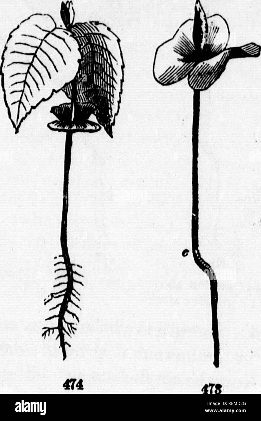 . Class-book of botany [microform] : being outlines of the structure ...