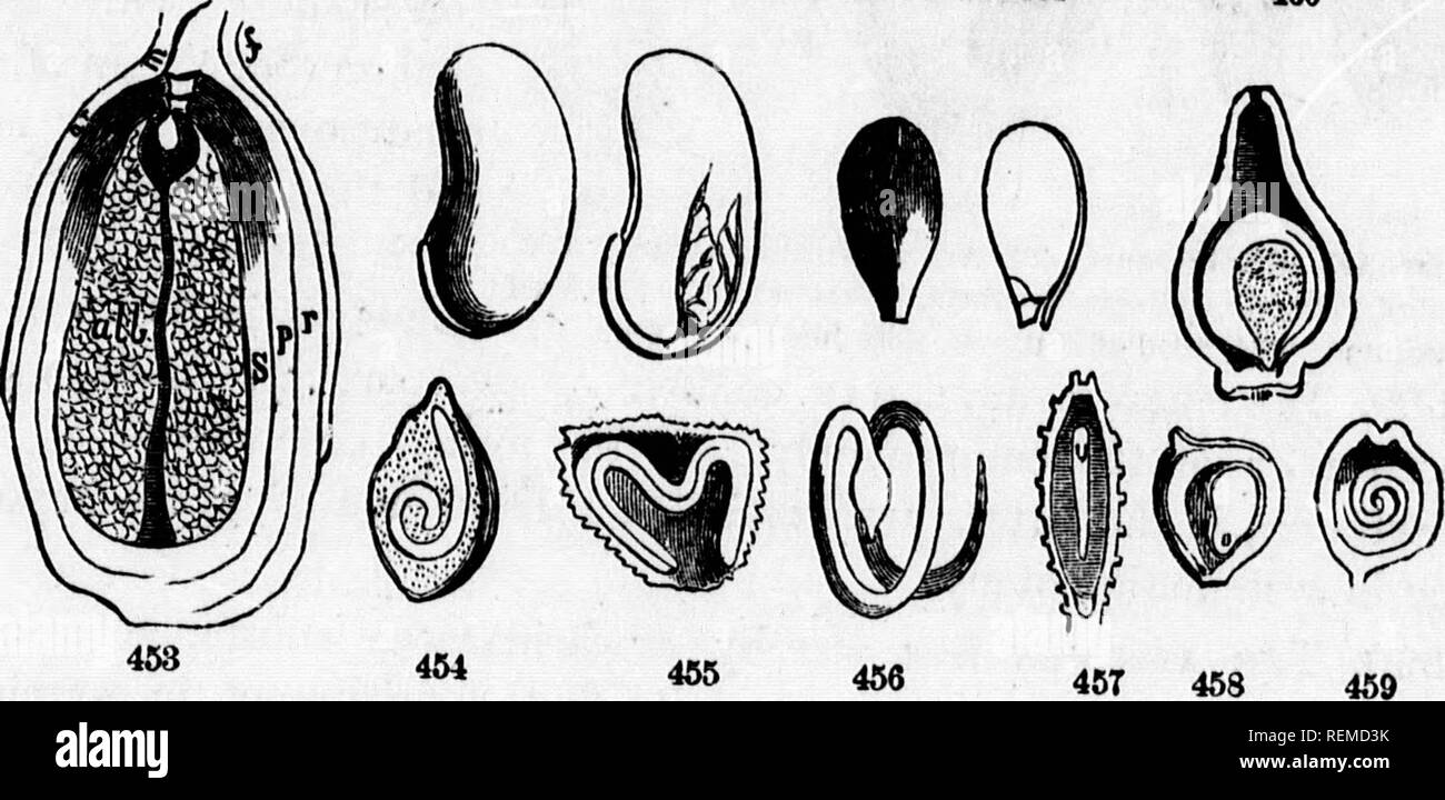 . Class-book of botany [microform] : being outlines of the structure ...