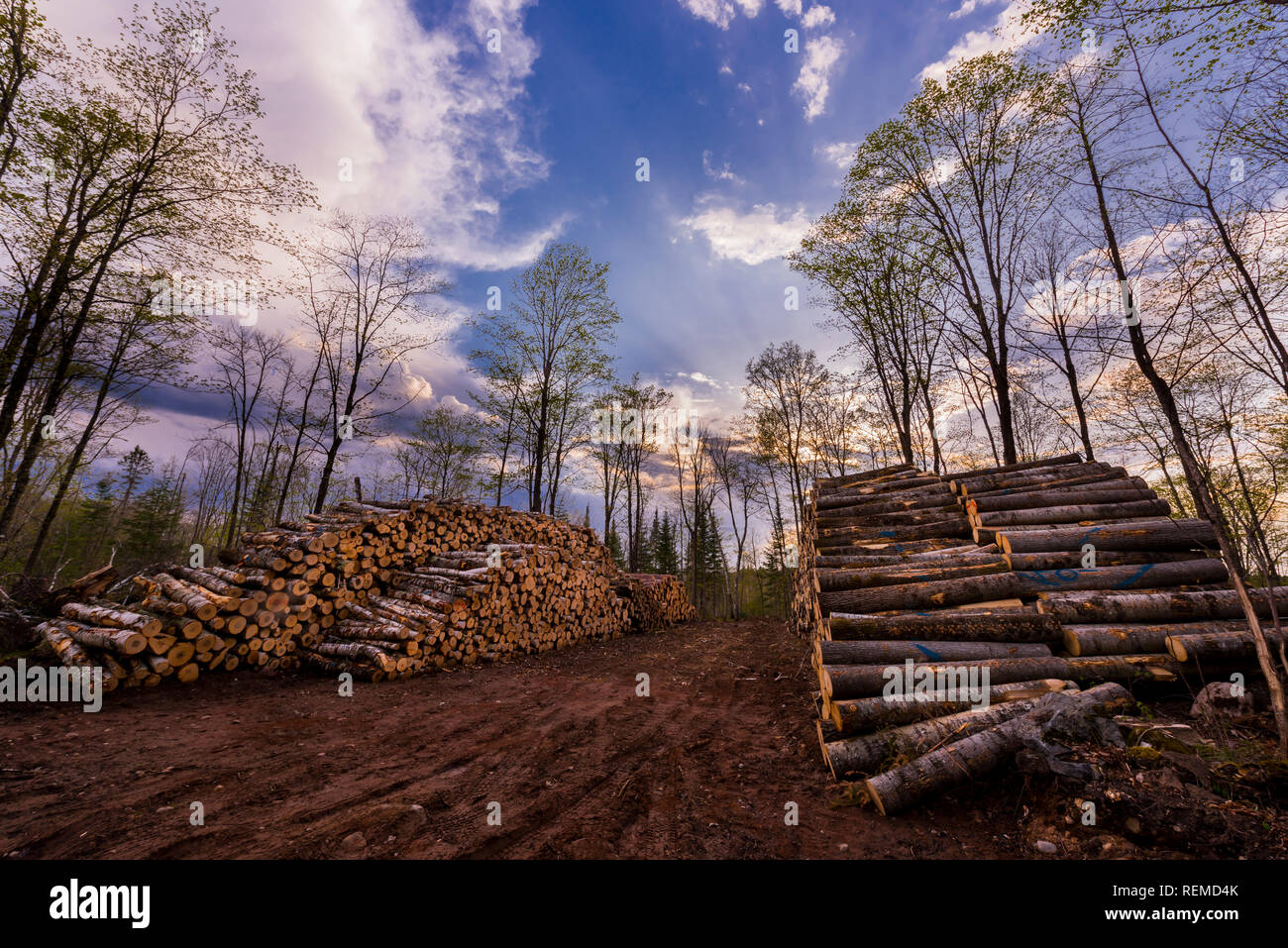 Log piles at a northern Wisconsin logging operation Stock Photo - Alamy