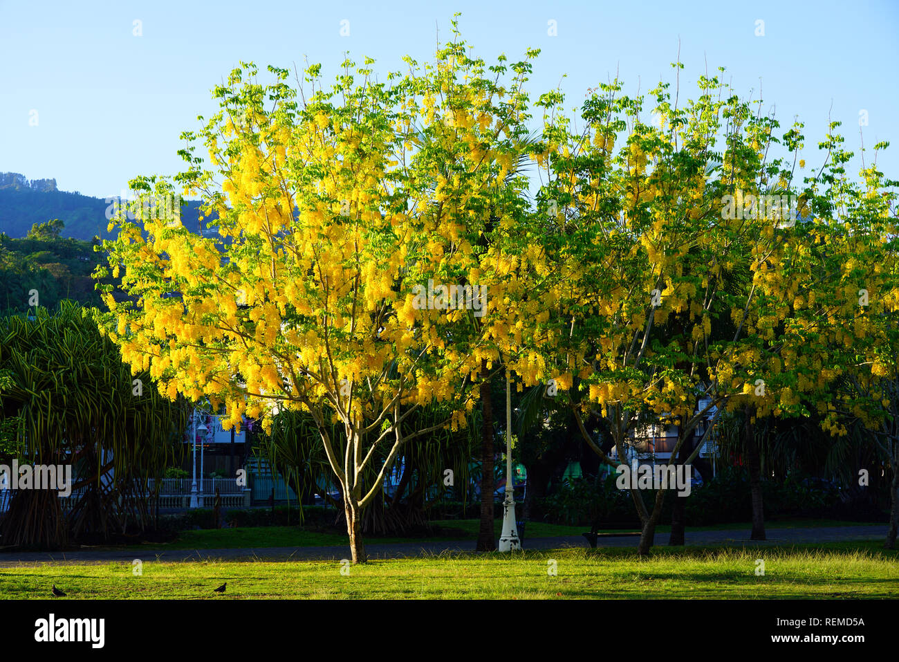 Cassia fistula hi-res stock photography and images - Alamy