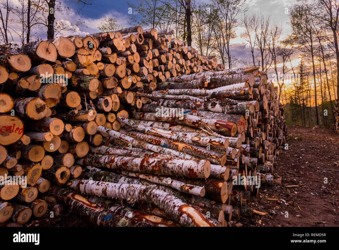 Log piles at a northern Wisconsin logging operation Stock Photo - Alamy