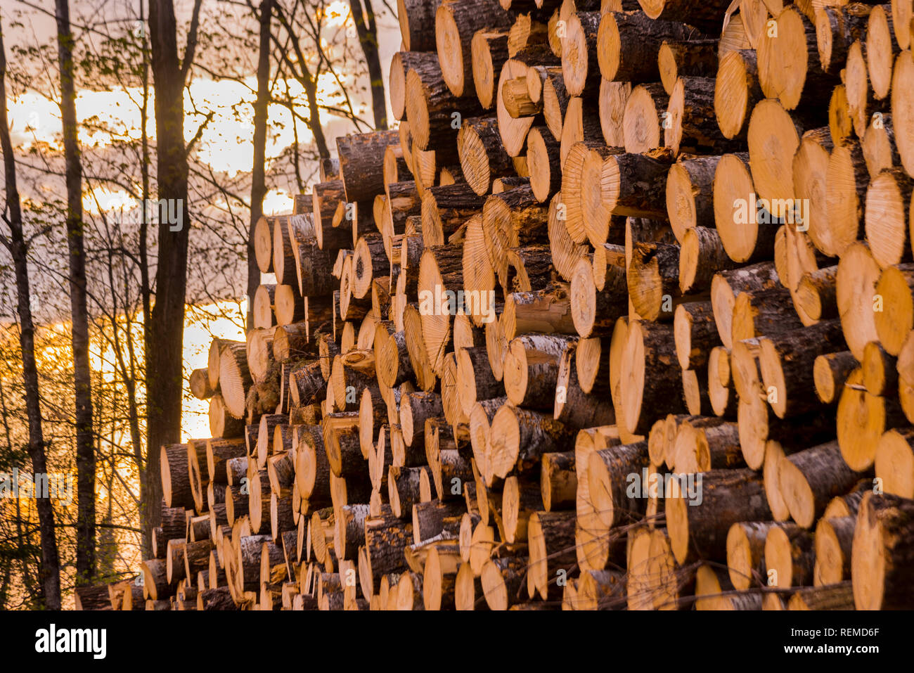 Log piles at a northern Wisconsin logging operation Stock Photo - Alamy