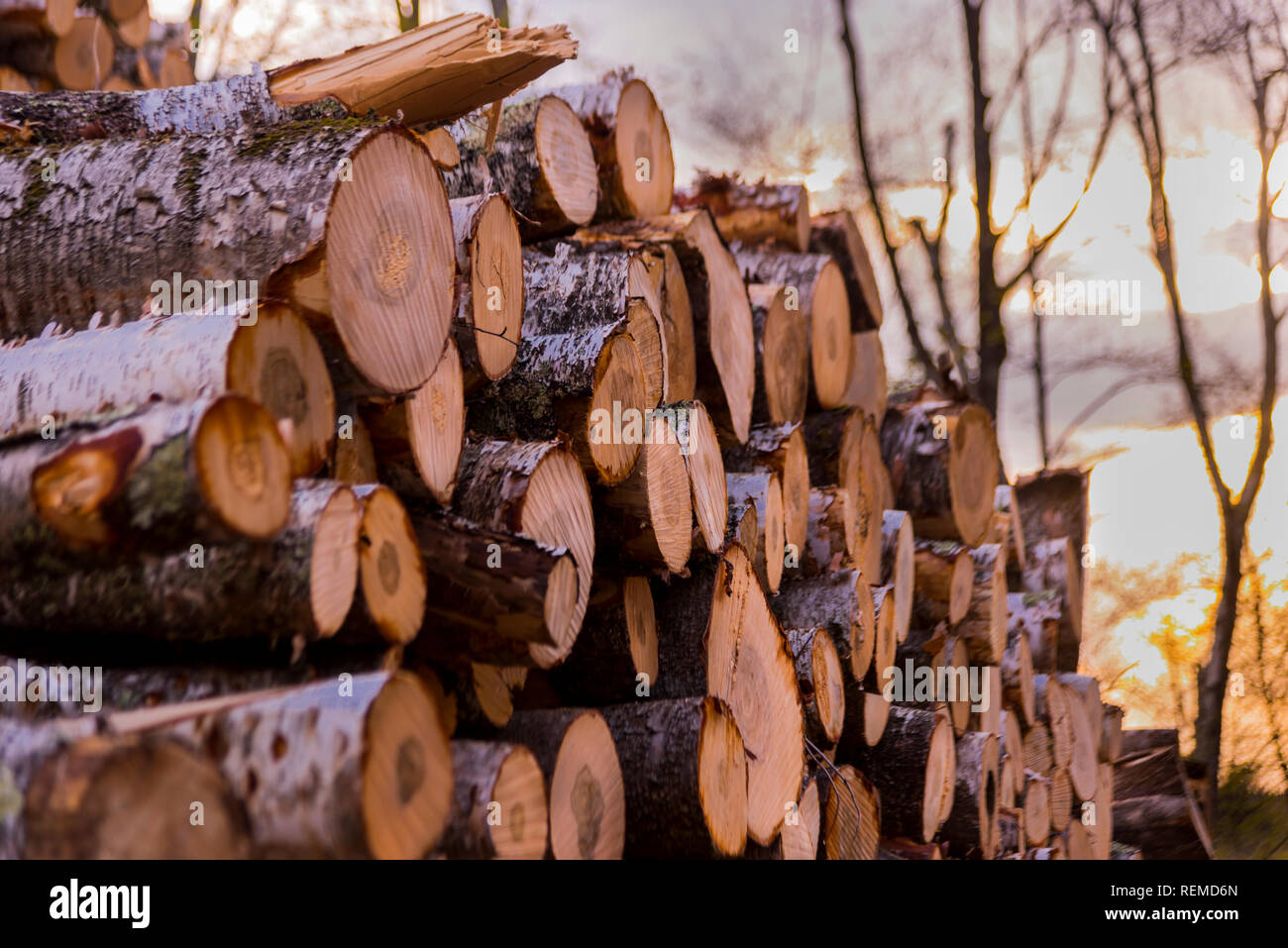 Log piles at a northern Wisconsin logging operation Stock Photo - Alamy