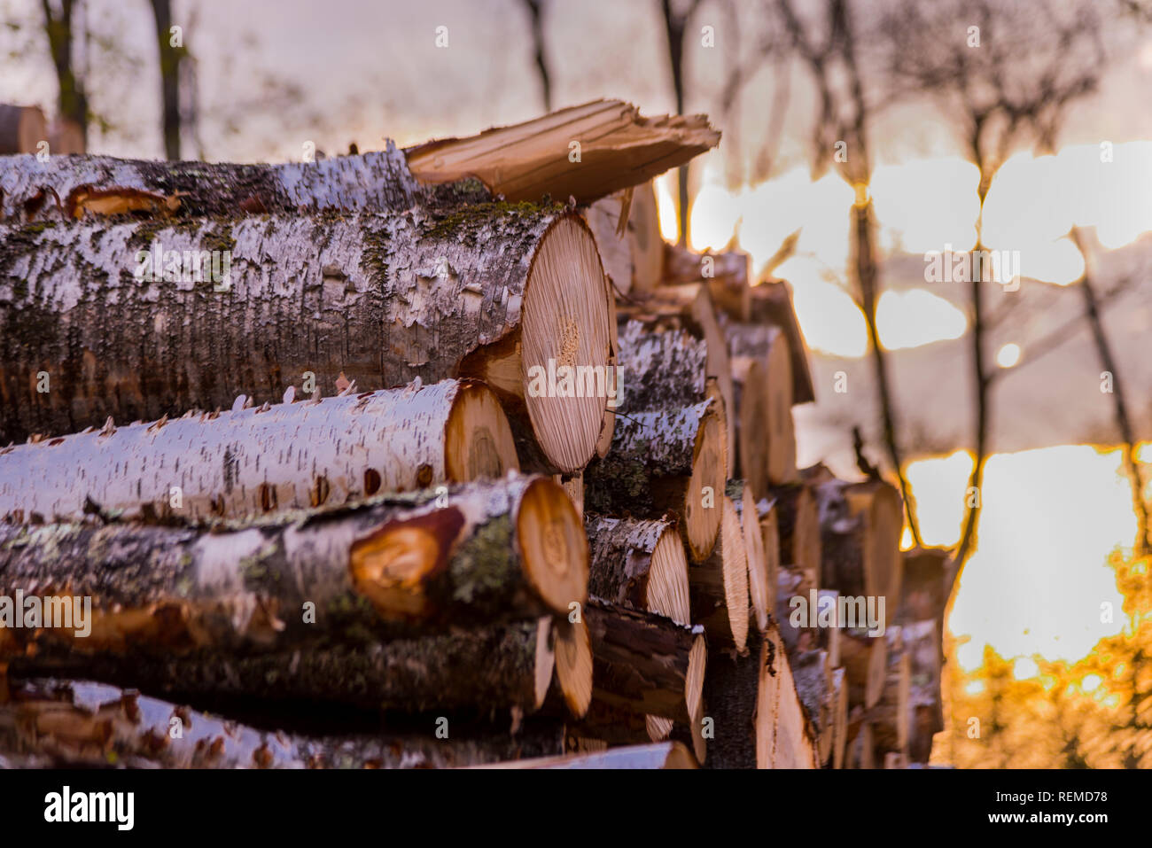 Log piles at a northern Wisconsin logging operation Stock Photo - Alamy