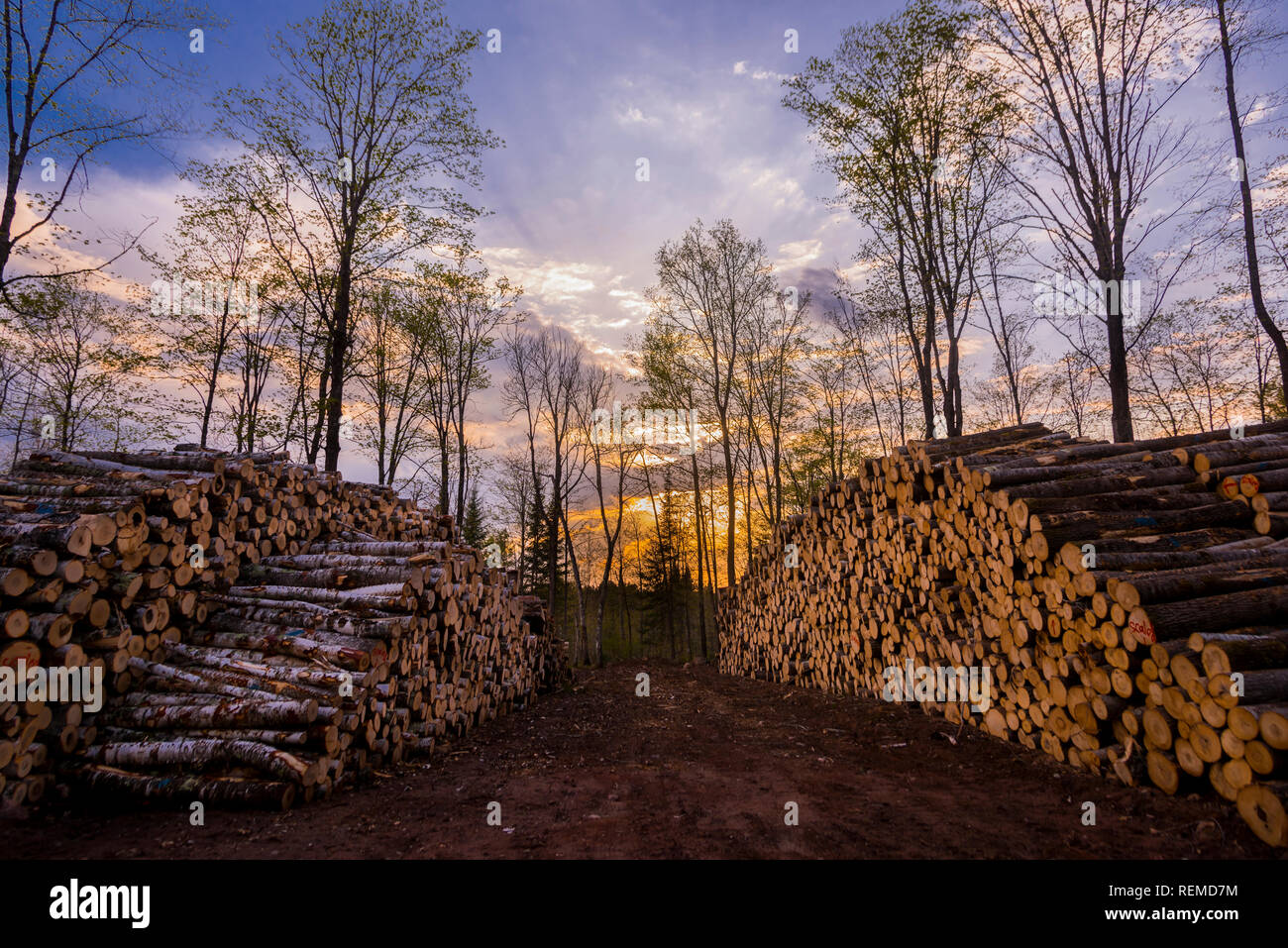 Log piles at a northern Wisconsin logging operation Stock Photo - Alamy
