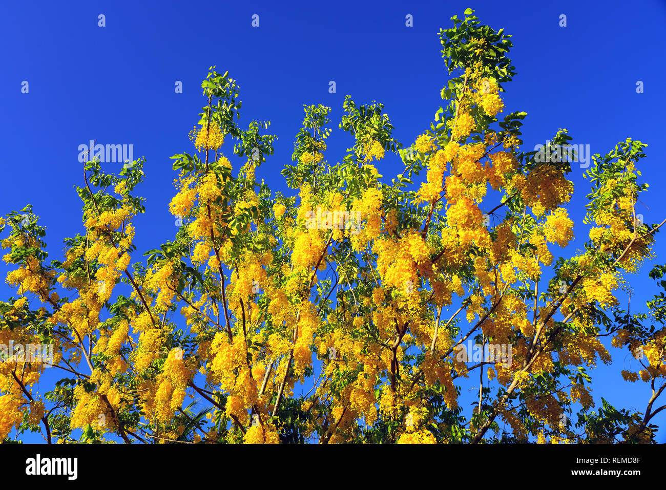 Bright yellow flowers of the Golden Shower tree (Cassia fistula Stock ...