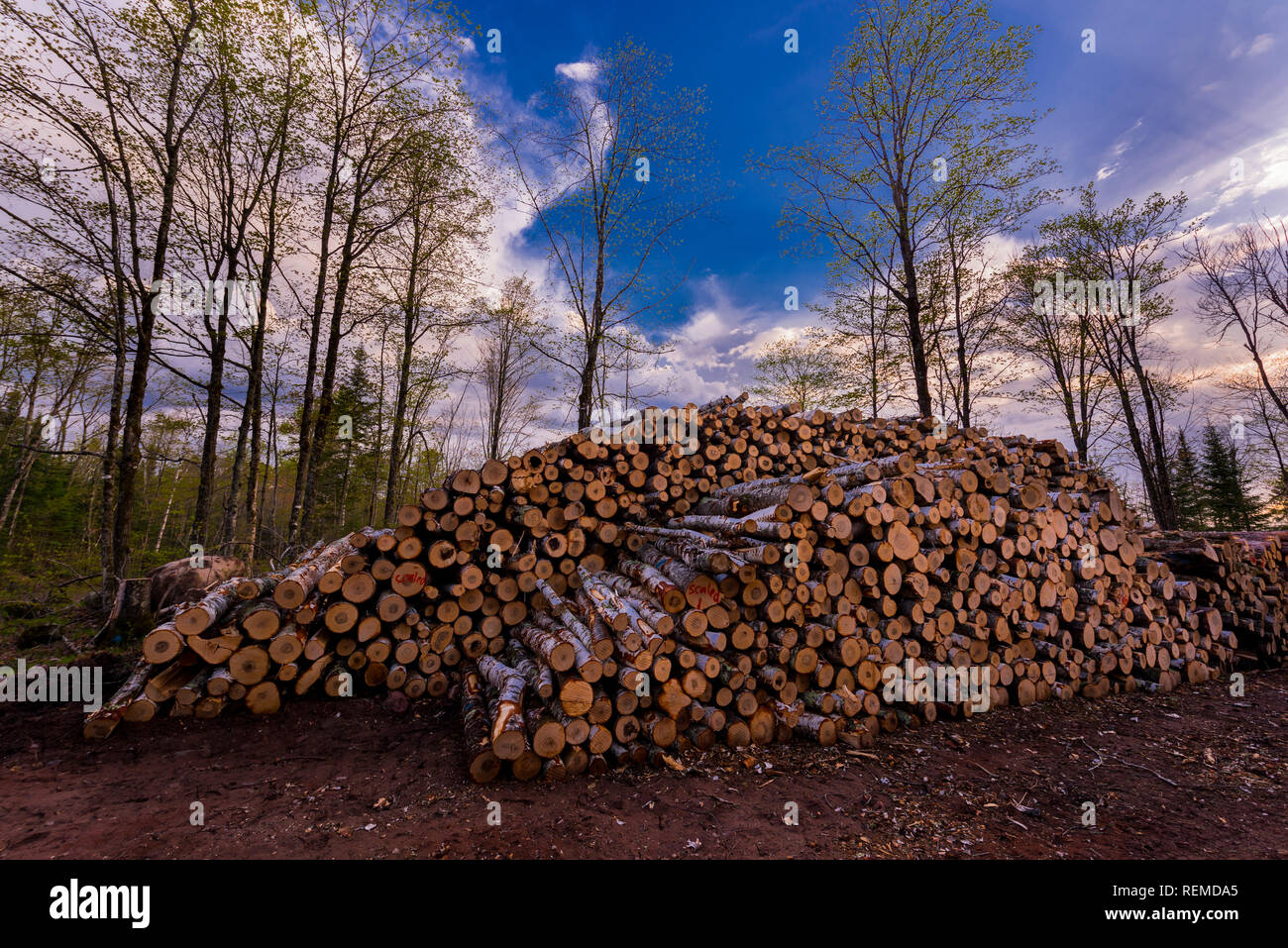 Northern Wisconsin Logging