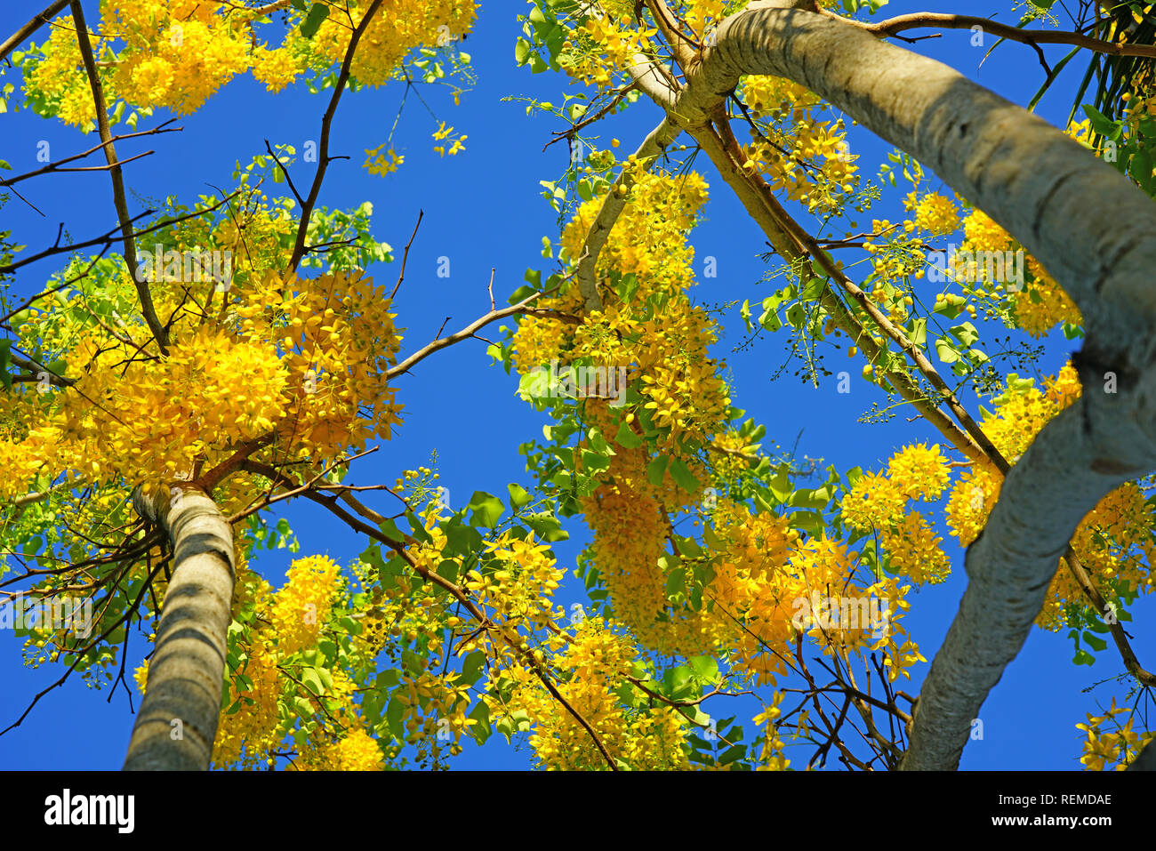 Bright yellow flowers of the Golden Shower tree (Cassia fistula Stock Photo - Alamy