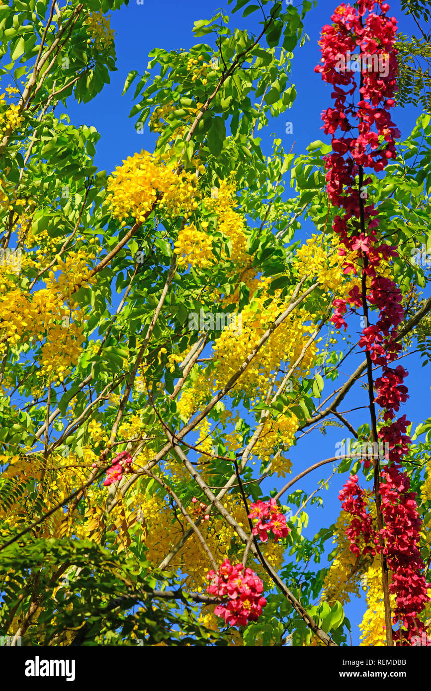 Bright yellow flowers of the Golden Shower tree (Cassia fistula Stock ...