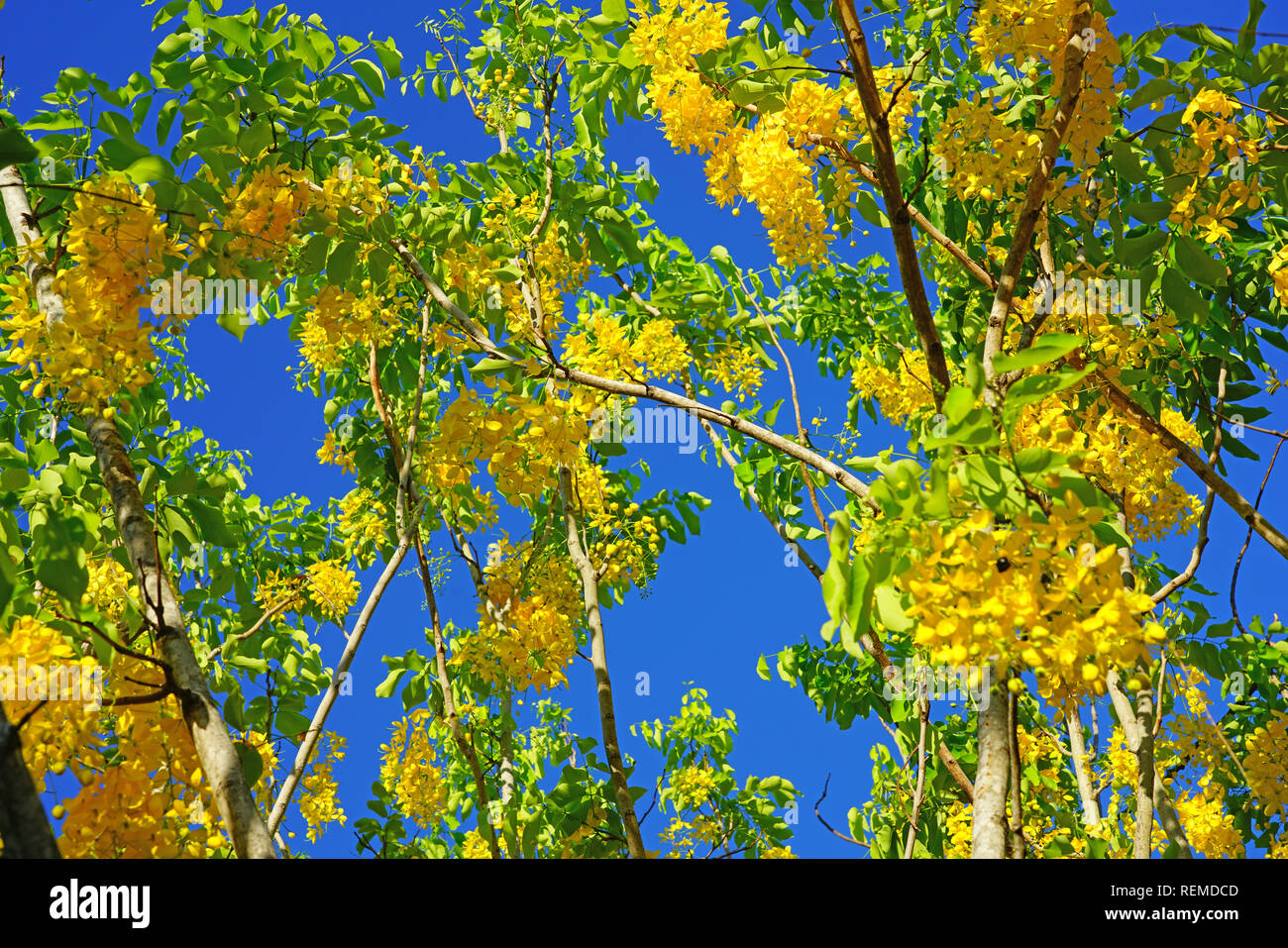 Bright Yellow Flowers Of The Golden Shower Tree Cassia Fistula Stock