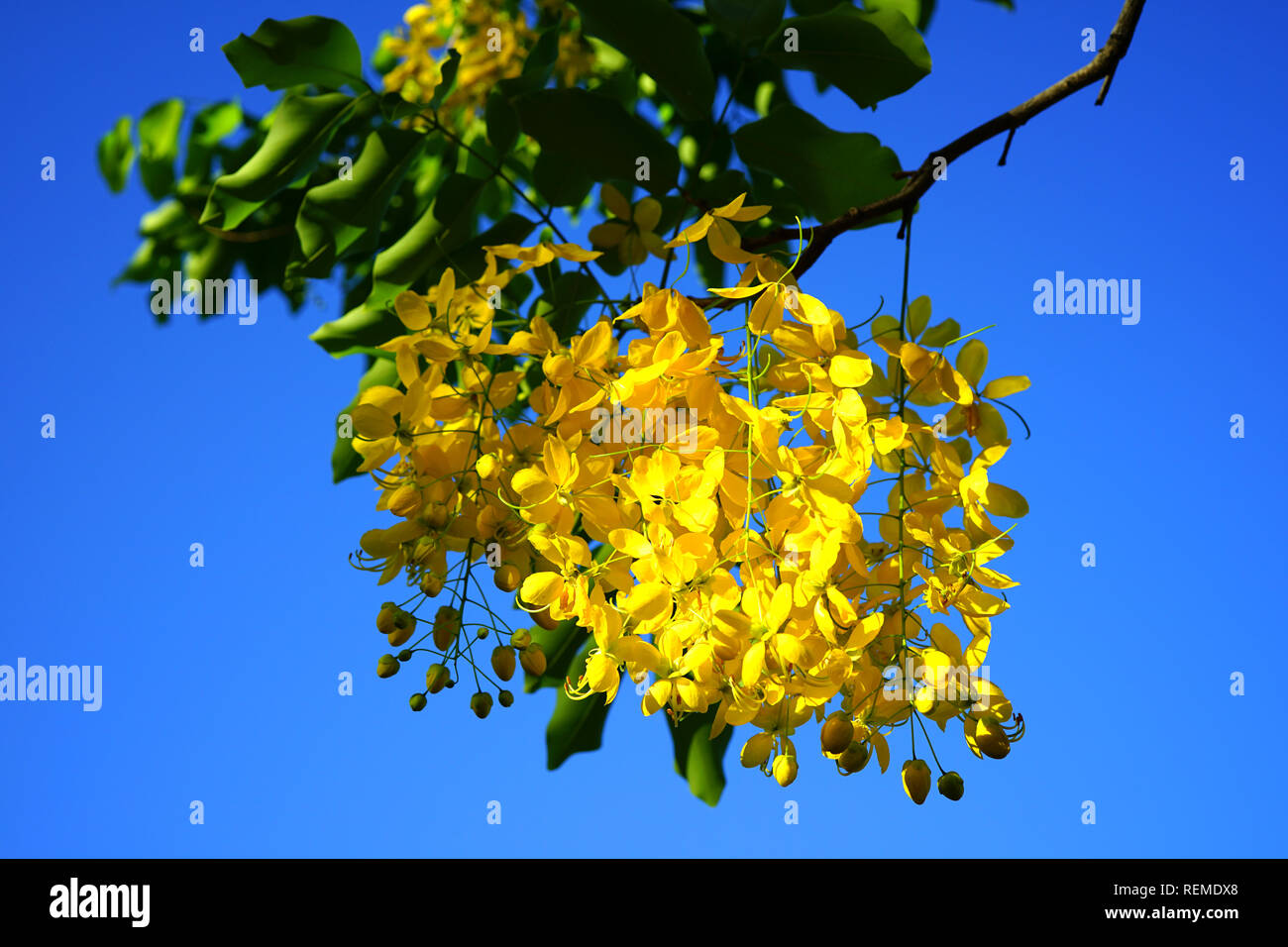 Bright yellow flowers of the Golden Shower tree (Cassia fistula Stock ...