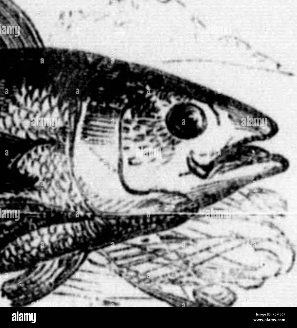Fish cut up Black and White Stock Photos & Images - Alamy