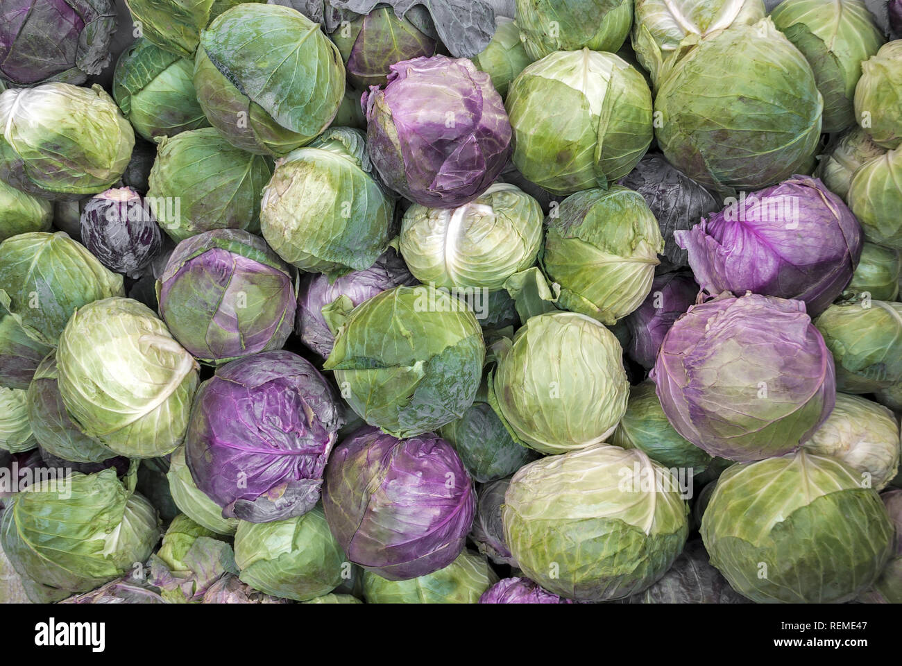Fresh cabbage from farm hi-res stock photography and images - Alamy