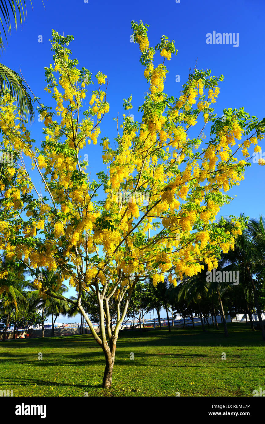 Bright Yellow Flowers Of The Golden Shower Tree Cassia Fistula Stock