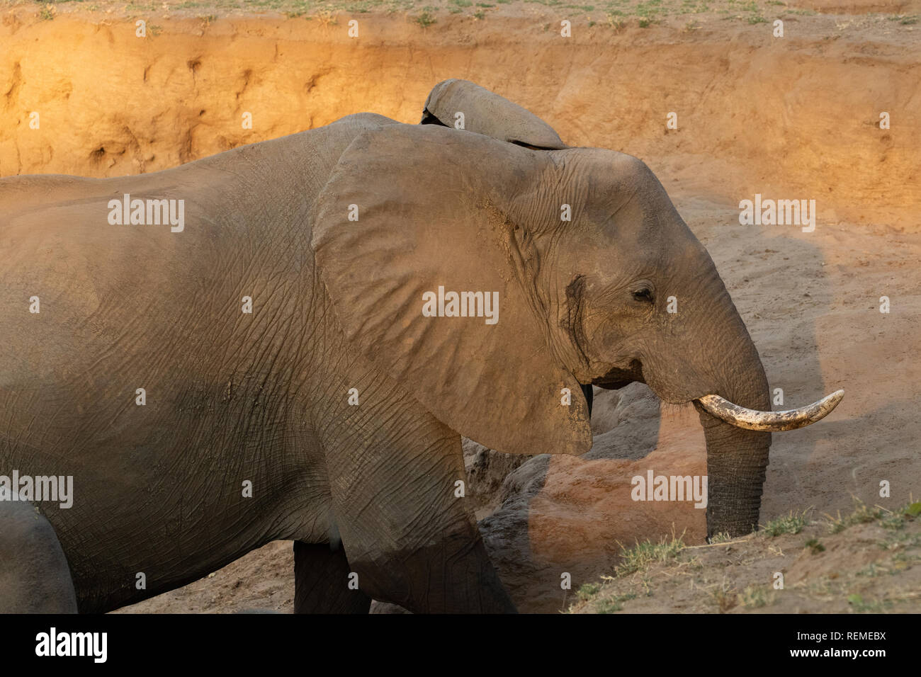 African Elephant climbing up the river bank in South Luangwa National ...