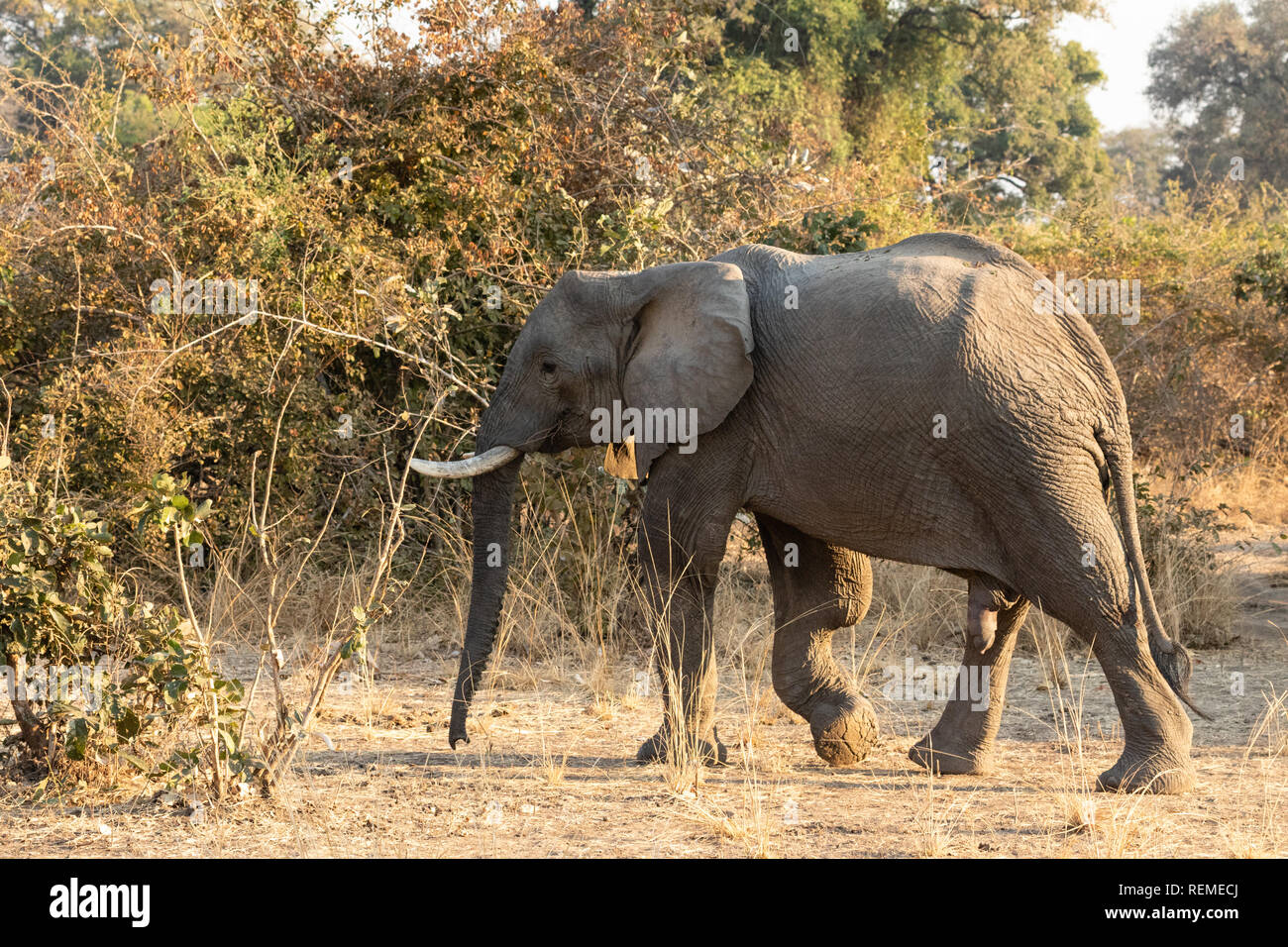 Injured elephant hi-res stock photography and images - Alamy