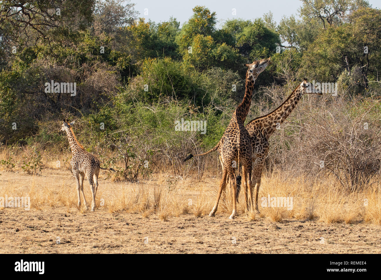 Zambia thornicroft's giraffe hi-res stock photography and images - Alamy