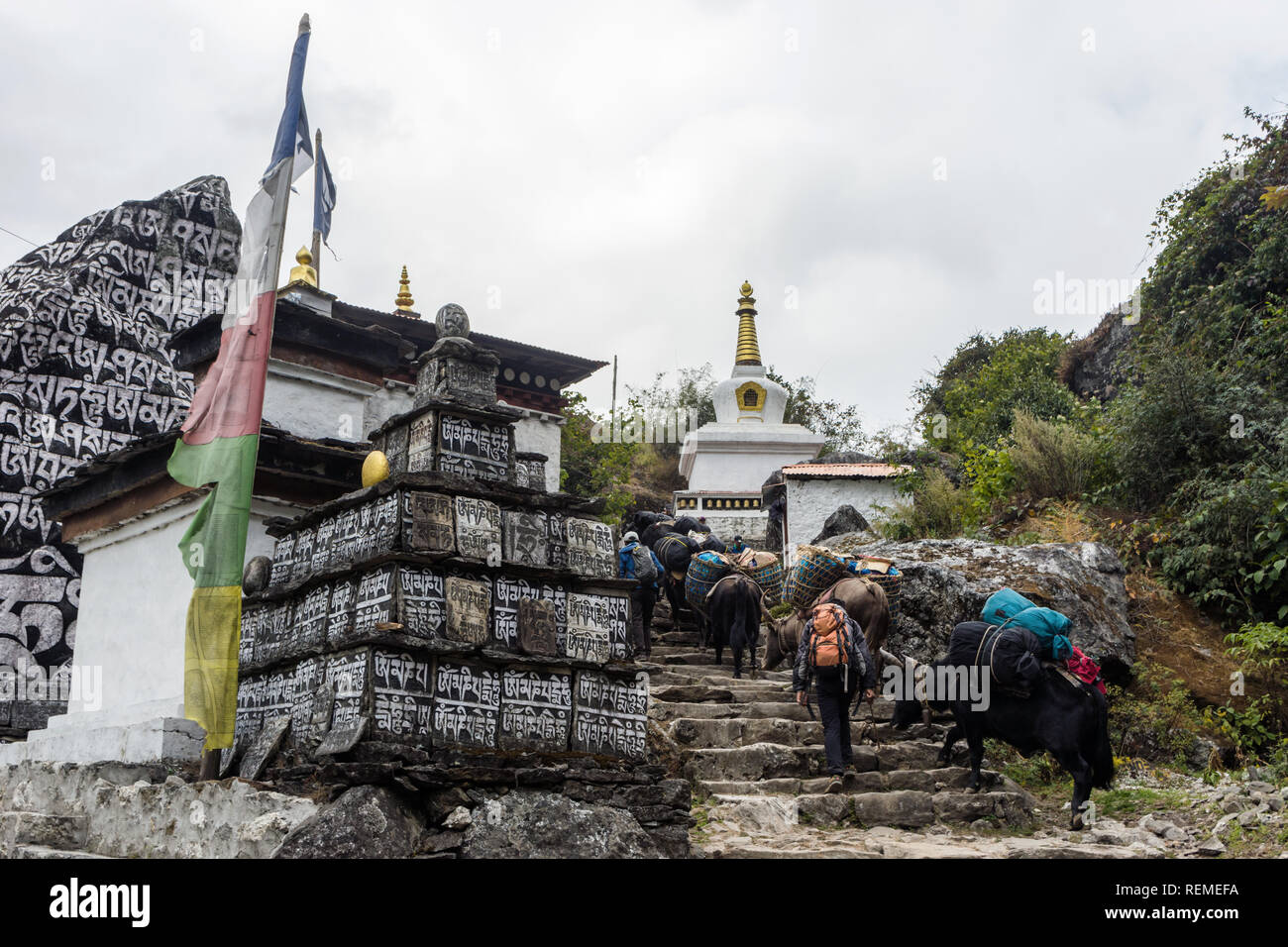 Dzo or dzomo hi-res stock photography and images - Alamy