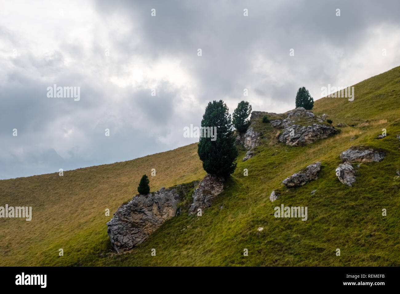 lonely trees on alpine landscape Stock Photo - Alamy