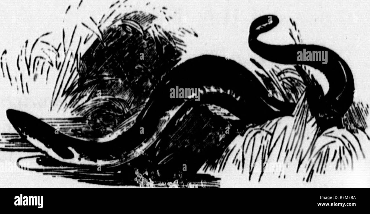 Nasty worm Black and White Stock Photos & Images - Alamy