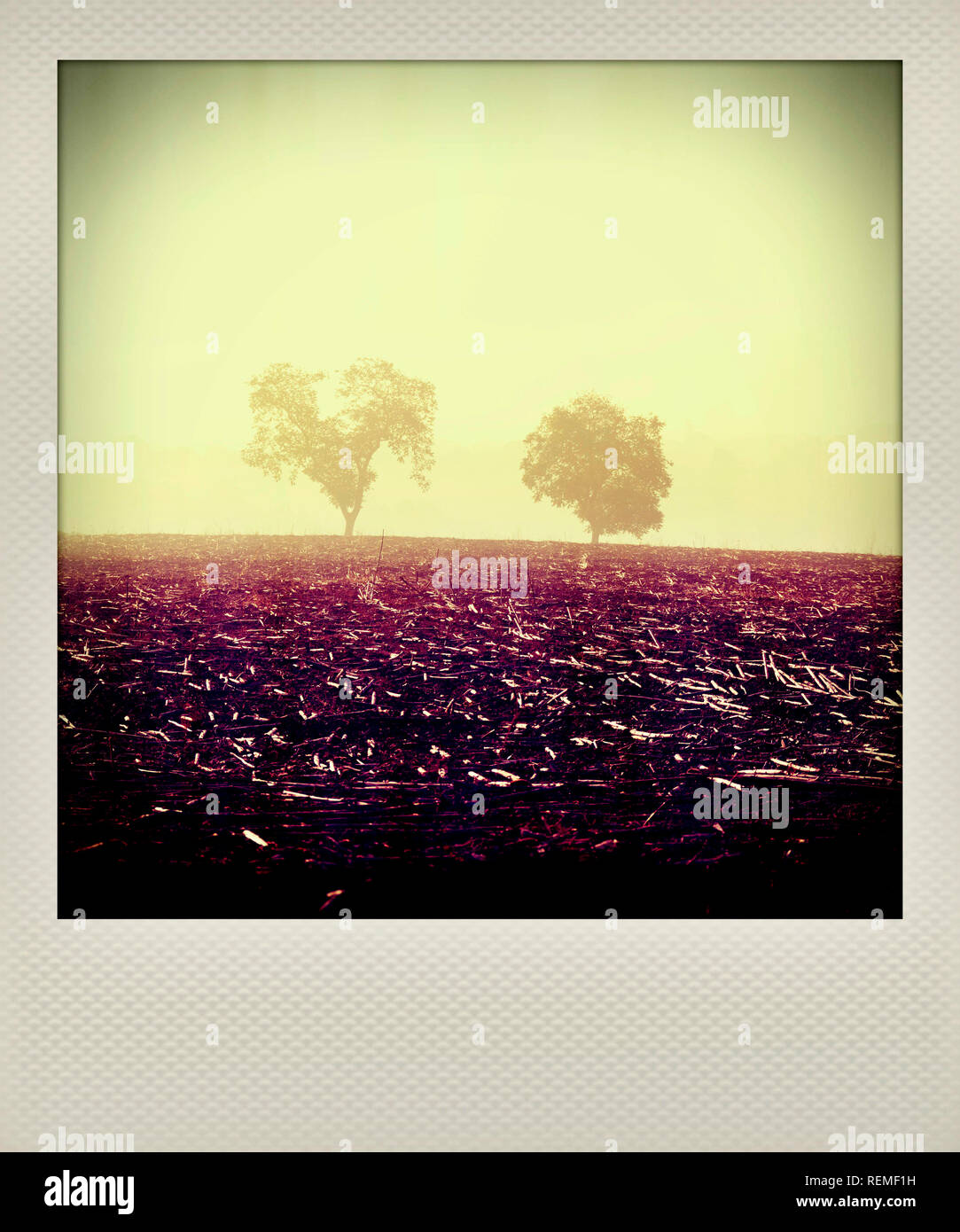 Polaroid effect of trees in countryside, France, Europe Stock Photo - Alamy