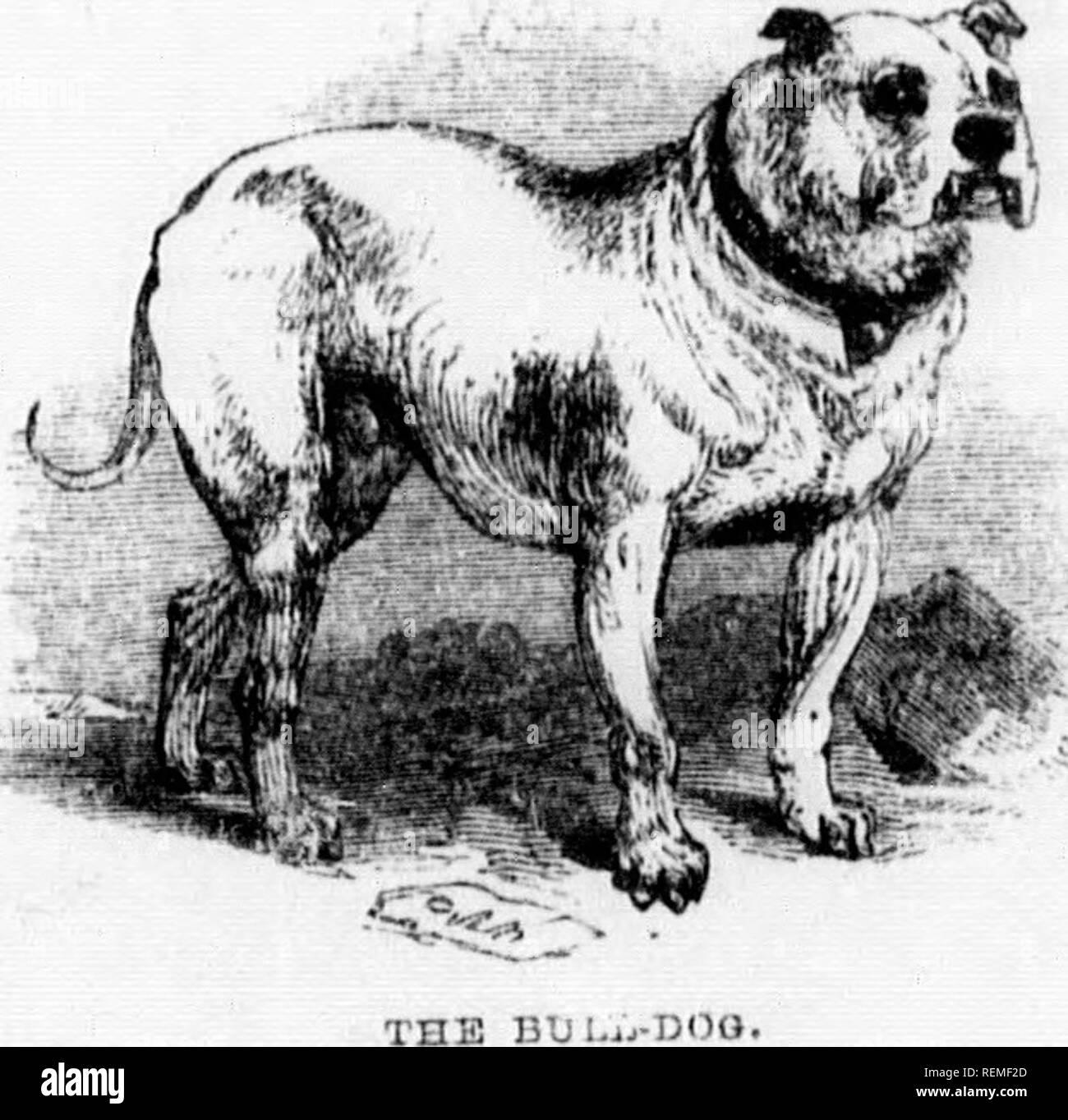 Bull baiting dog Black and White Stock Photos & Images - Alamy