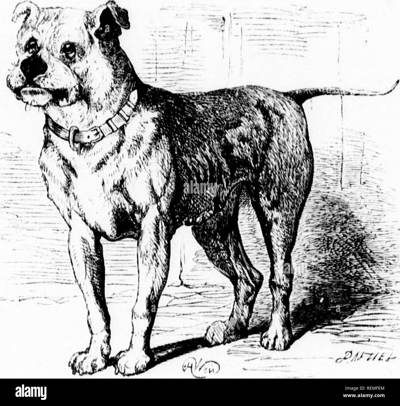 Illustrated hi res Black and White Stock Photos & Images - Alamy