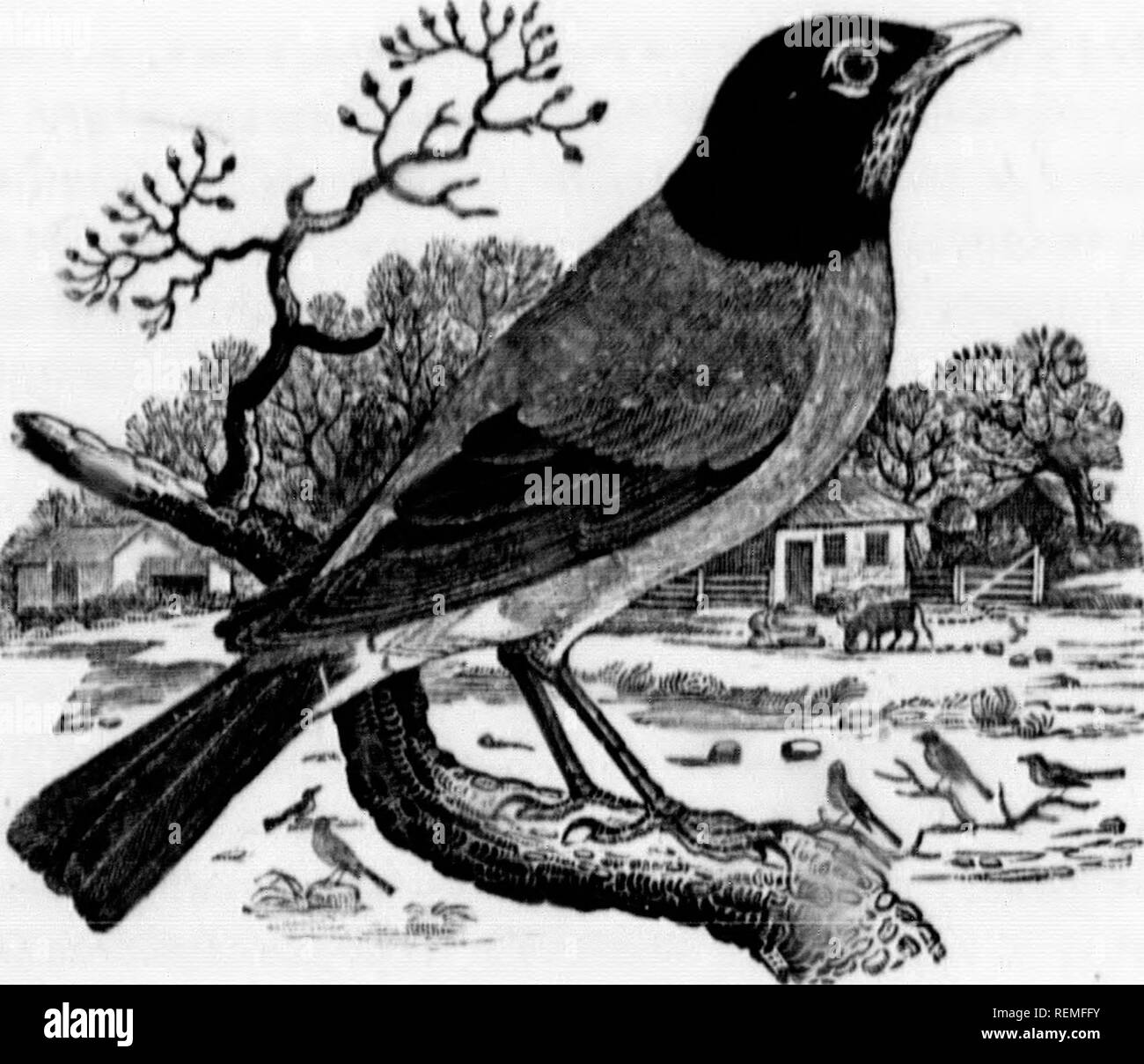 Migrating american robin Black and White Stock Photos & Images - Alamy