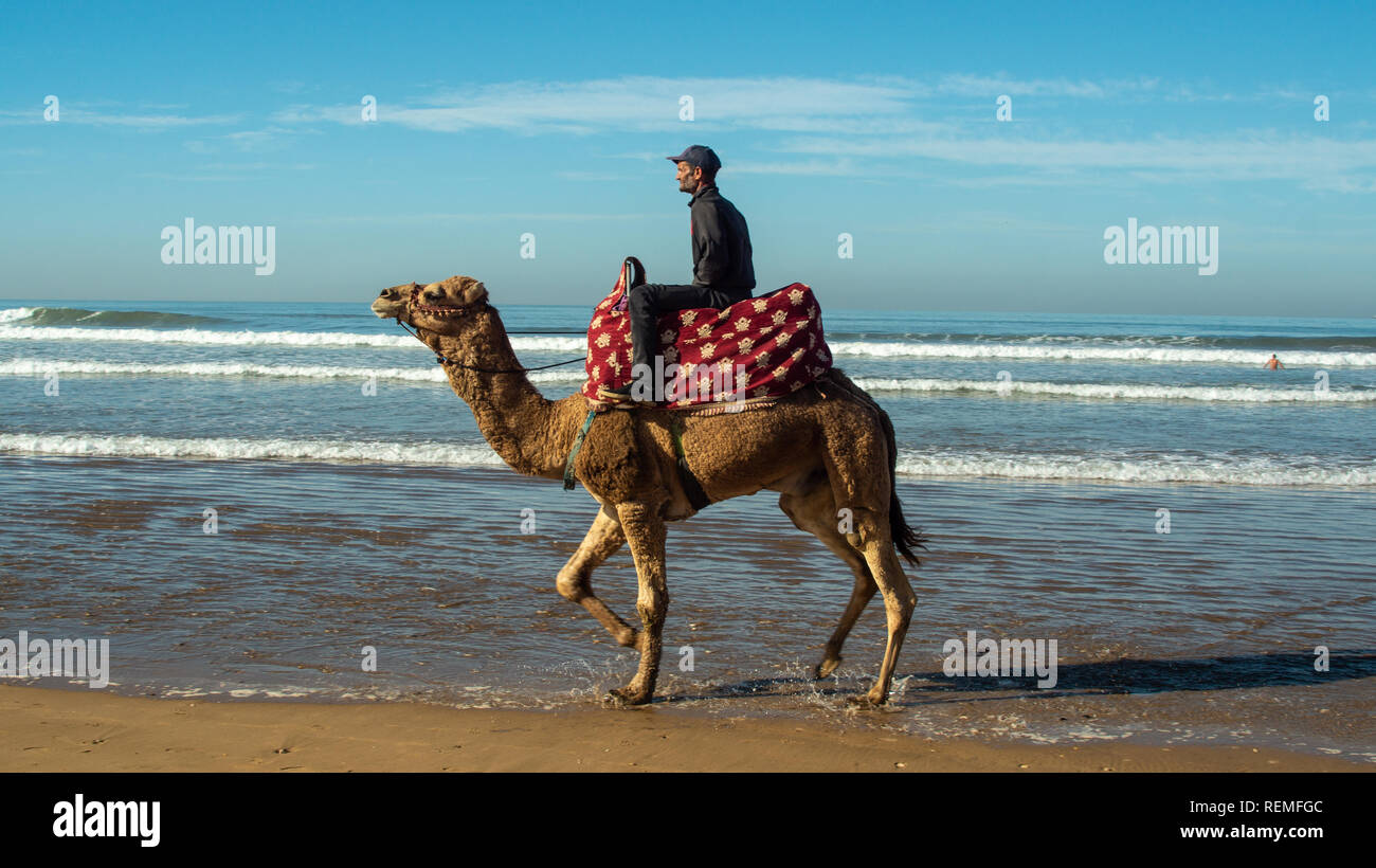 Main Beach of Agadir Morocco during Sun set with camel and rider in ...