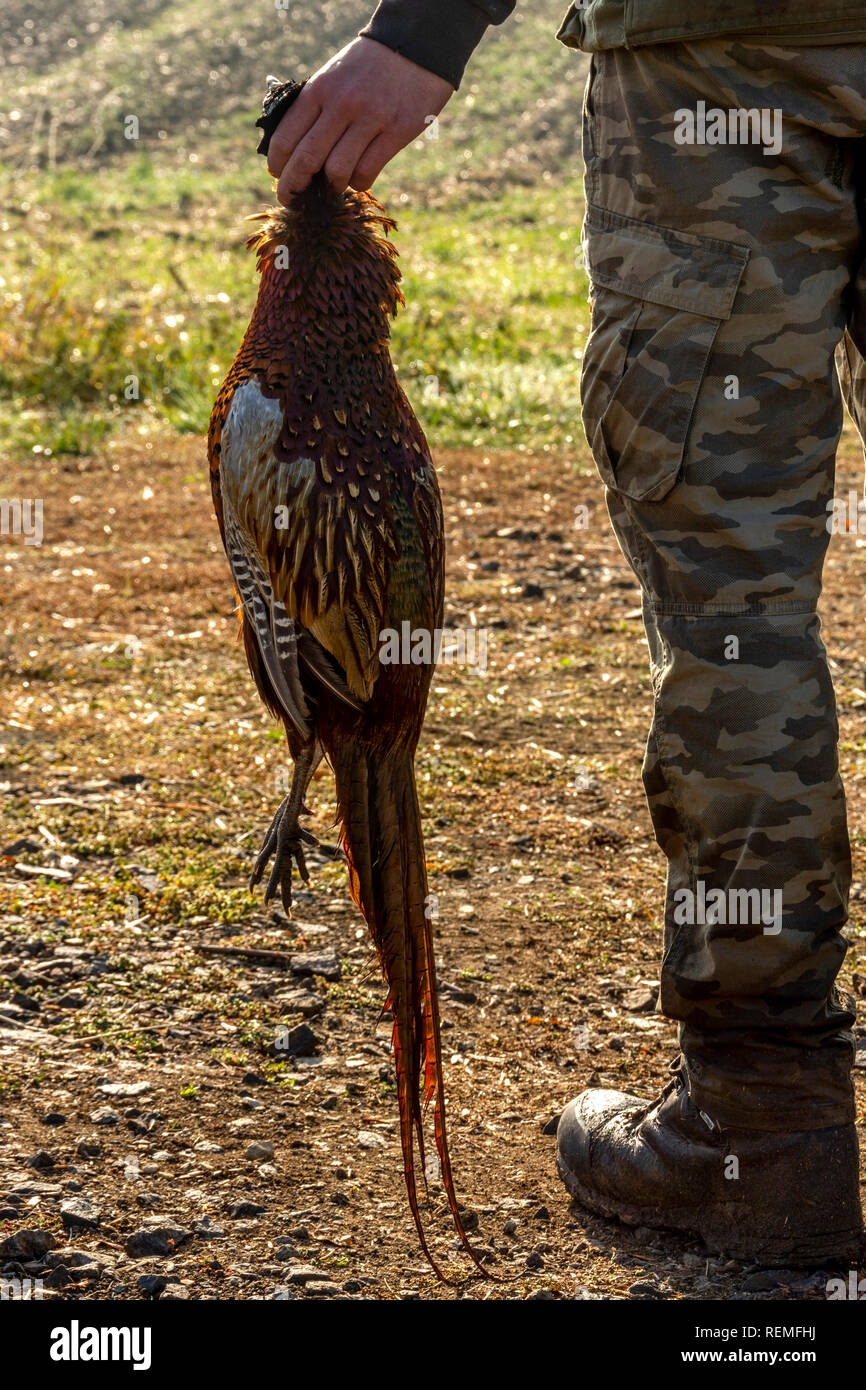 Hunter holding a pheasant, France Stock Photo - Alamy