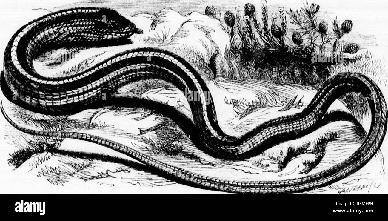 Limon family Black and White Stock Photos & Images - Alamy