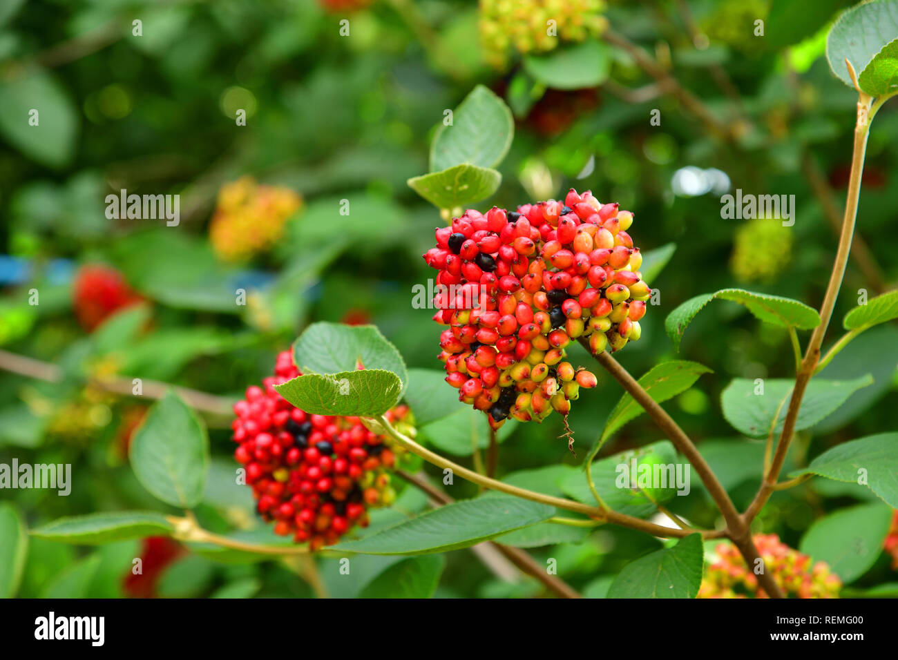 Deciduous shrub hi-res stock photography and images - Alamy
