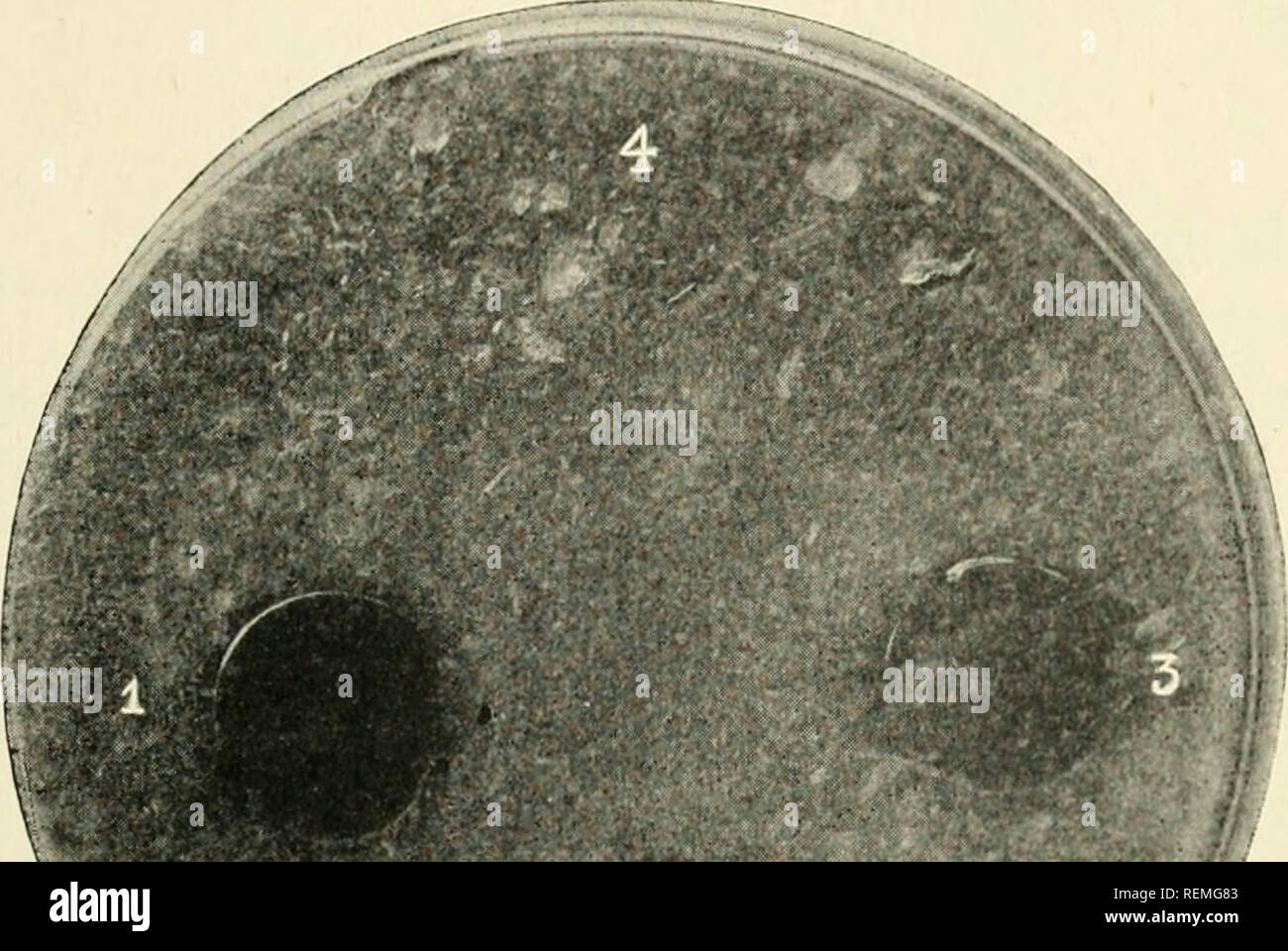 Fungous figure hi-res stock photography and images - Alamy