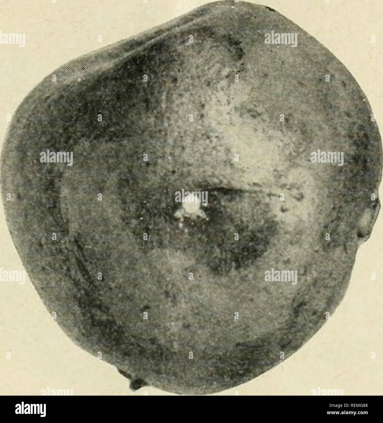 . Circular. Agriculture; Agriculture -- United States. SILVER SCURF, A ...