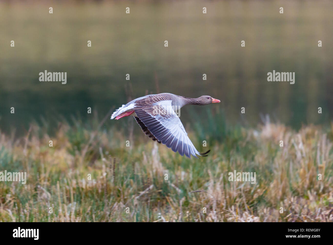 Grassland goose hi-res stock photography and images - Alamy