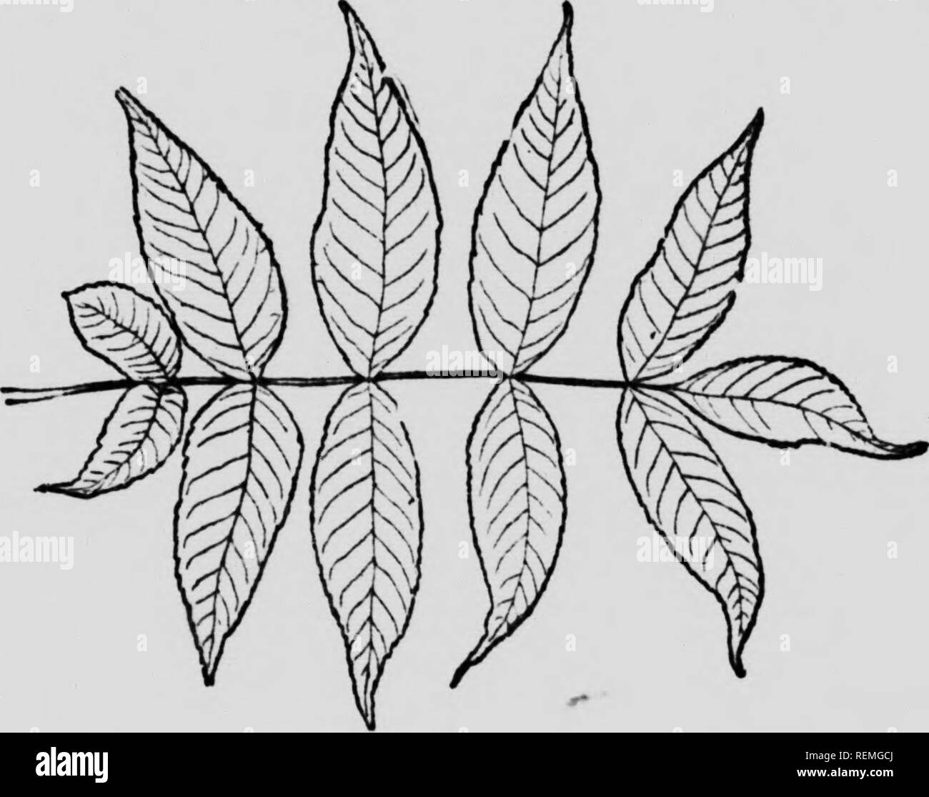 Leaves fall from tall trees Black and White Stock Photos & Images - Alamy