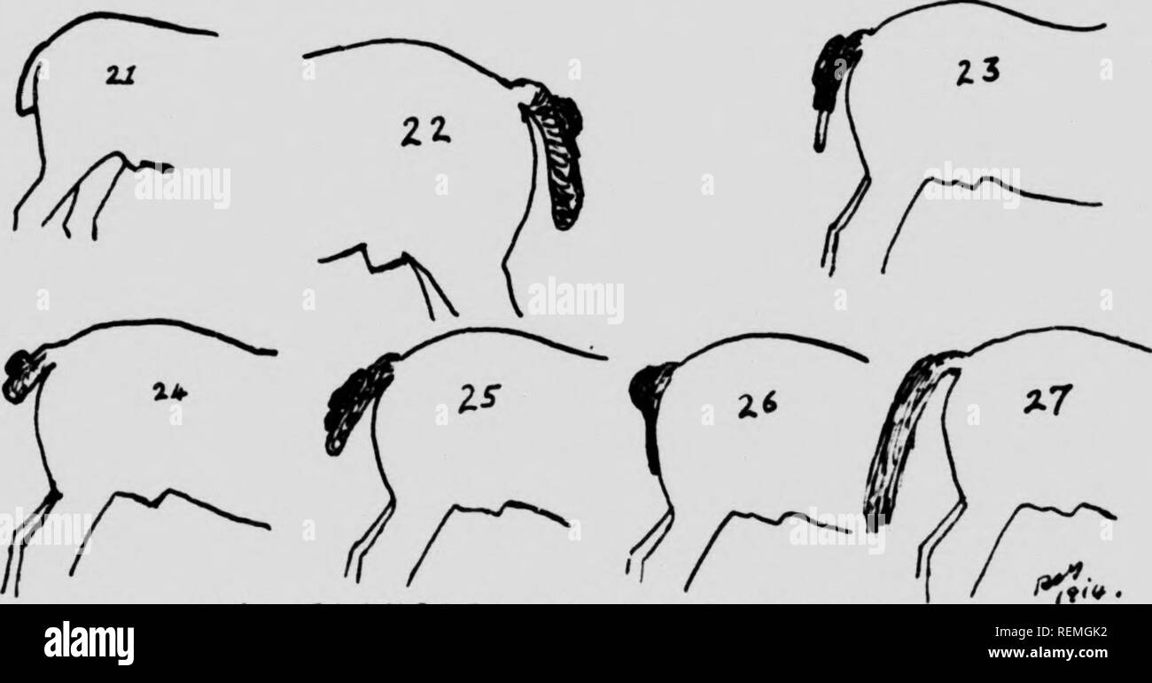 Docking tails Black and White Stock Photos & Images - Alamy